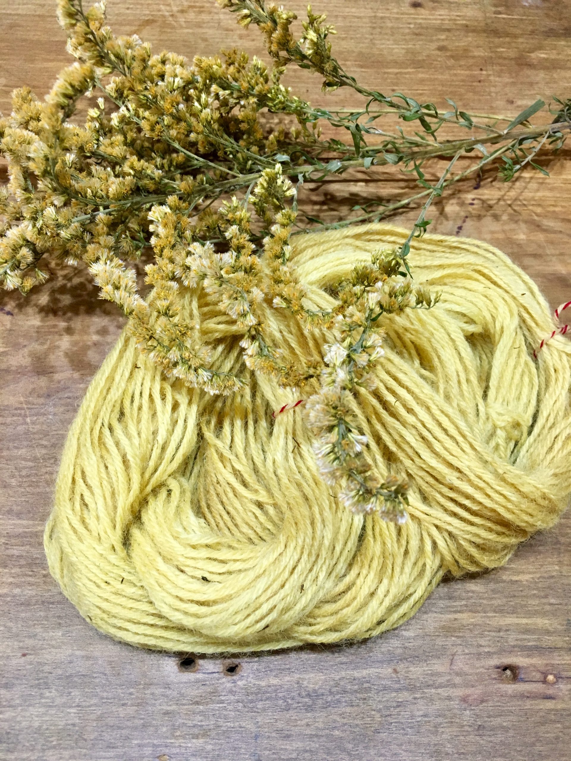 Foraging for Natural Dyes - Countryside